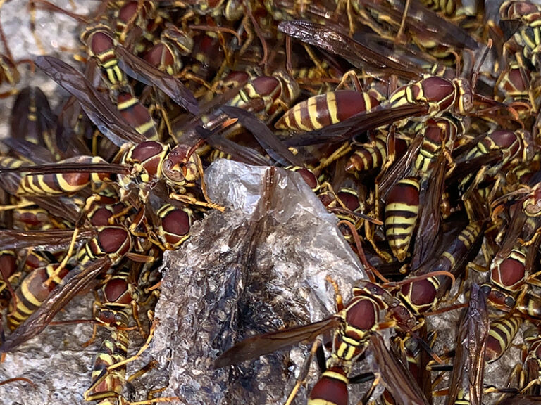 Guinea Paper Wasps – DFW Urban Wildlife