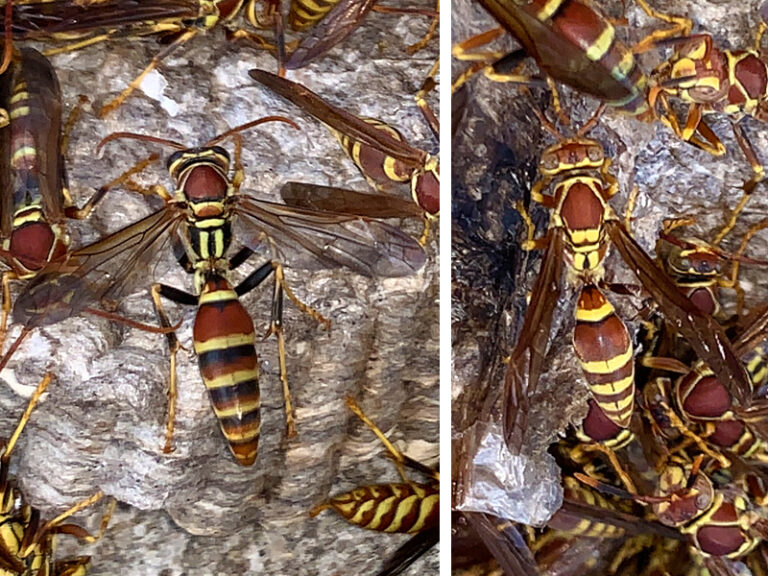 Guinea Paper Wasps – DFW Urban Wildlife