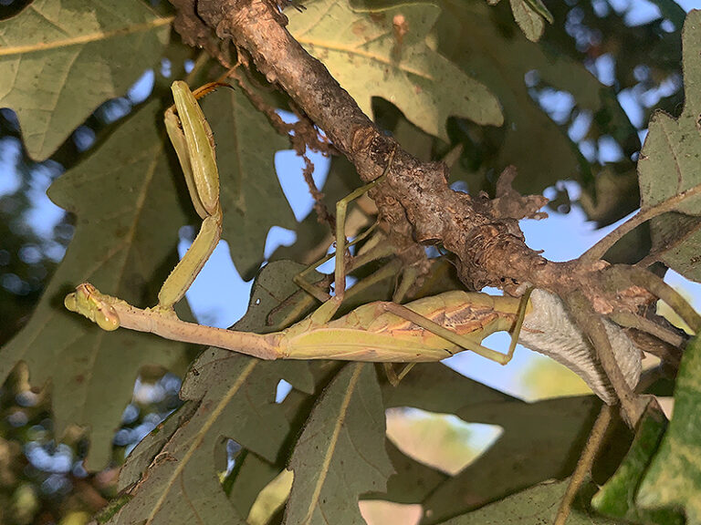 Praying Mantis Parasite – DFW Urban Wildlife