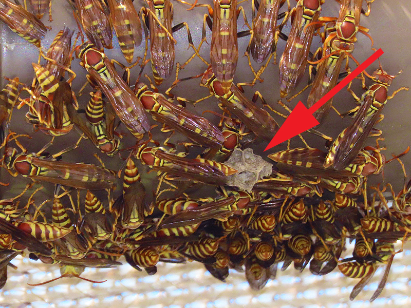 Guinea Paper Wasps – DFW Urban Wildlife