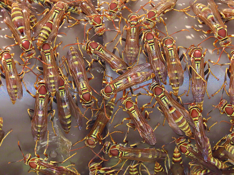 Guinea Paper Wasps – DFW Urban Wildlife