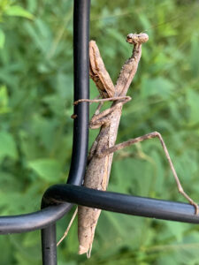 Praying Mantis Parasite – DFW Urban Wildlife