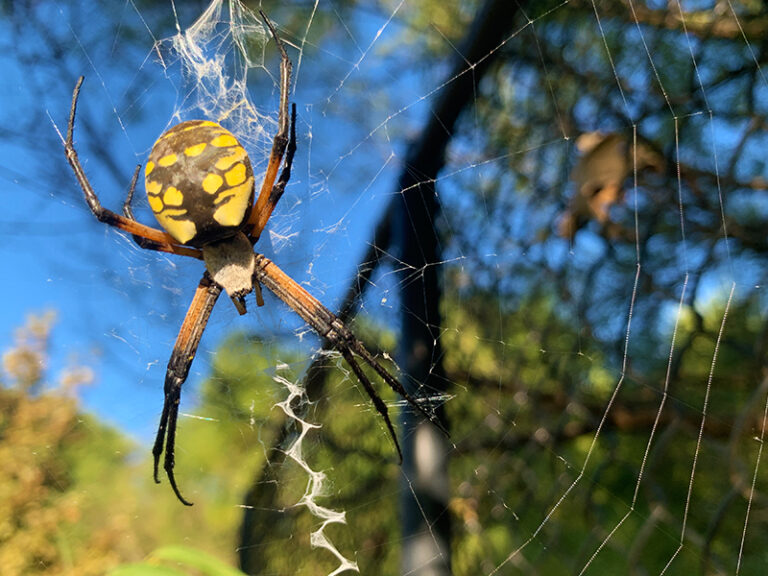 Eggs of the Orb-Weaver – DFW Urban Wildlife
