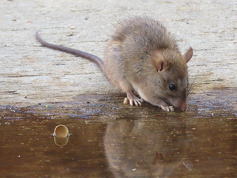 The Risk of Rat Poison – DFW Urban Wildlife