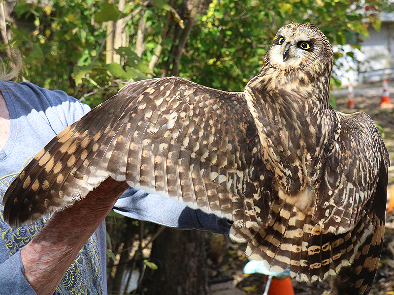 Rare Birds at Rogers Wildlife… Owls Seldom Seen – DFW Urban Wildlife