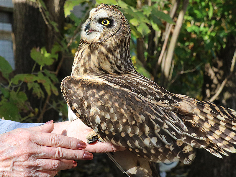 Rare Birds at Rogers Wildlife… Owls Seldom Seen – DFW Urban Wildlife