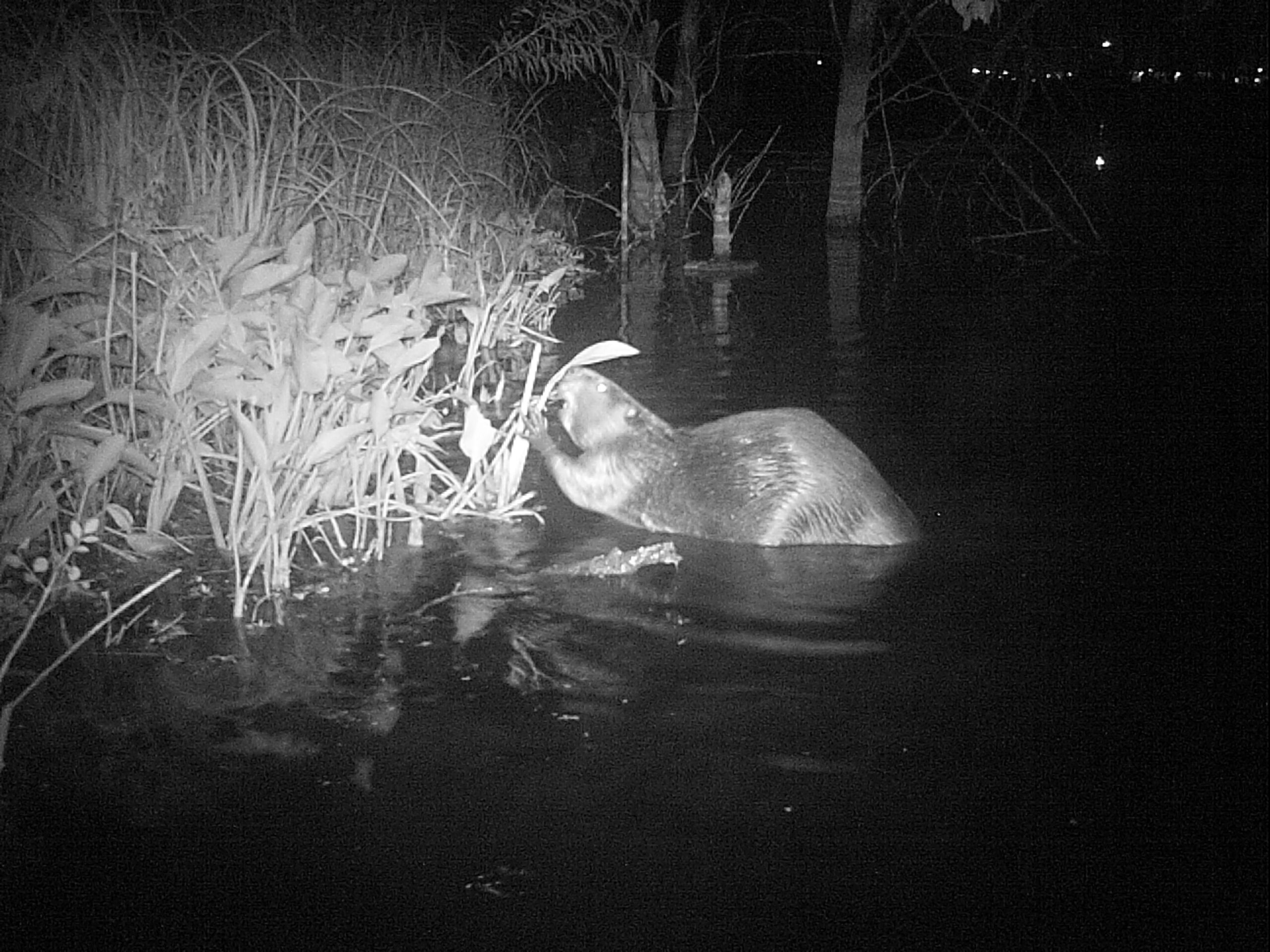 What Do Beavers Eat? – DFW Urban Wildlife