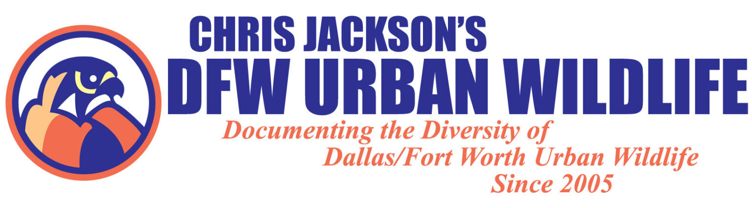 The Dallas/Fort Worth Area – DFW Urban Wildlife