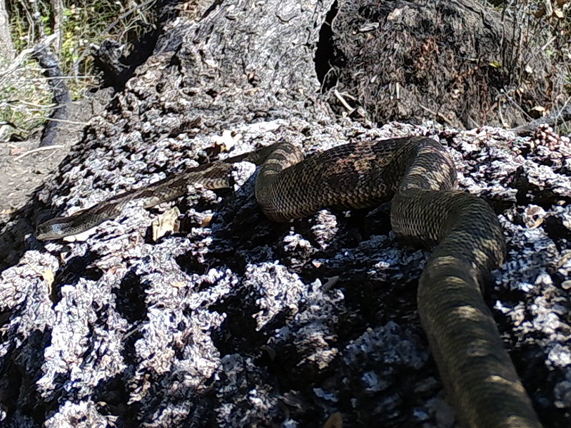 This Place in the Woods – Autumn into Winter – DFW Urban Wildlife