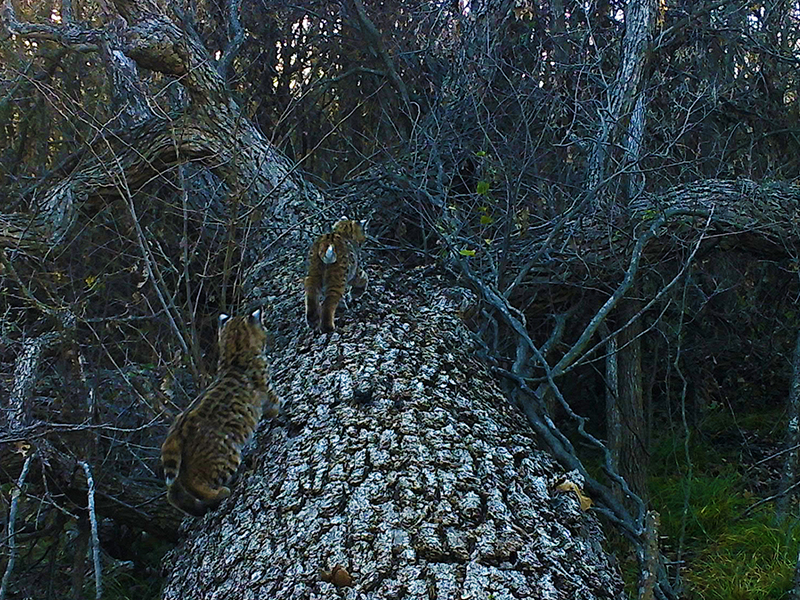 This Place in the Woods – Autumn into Winter – DFW Urban Wildlife