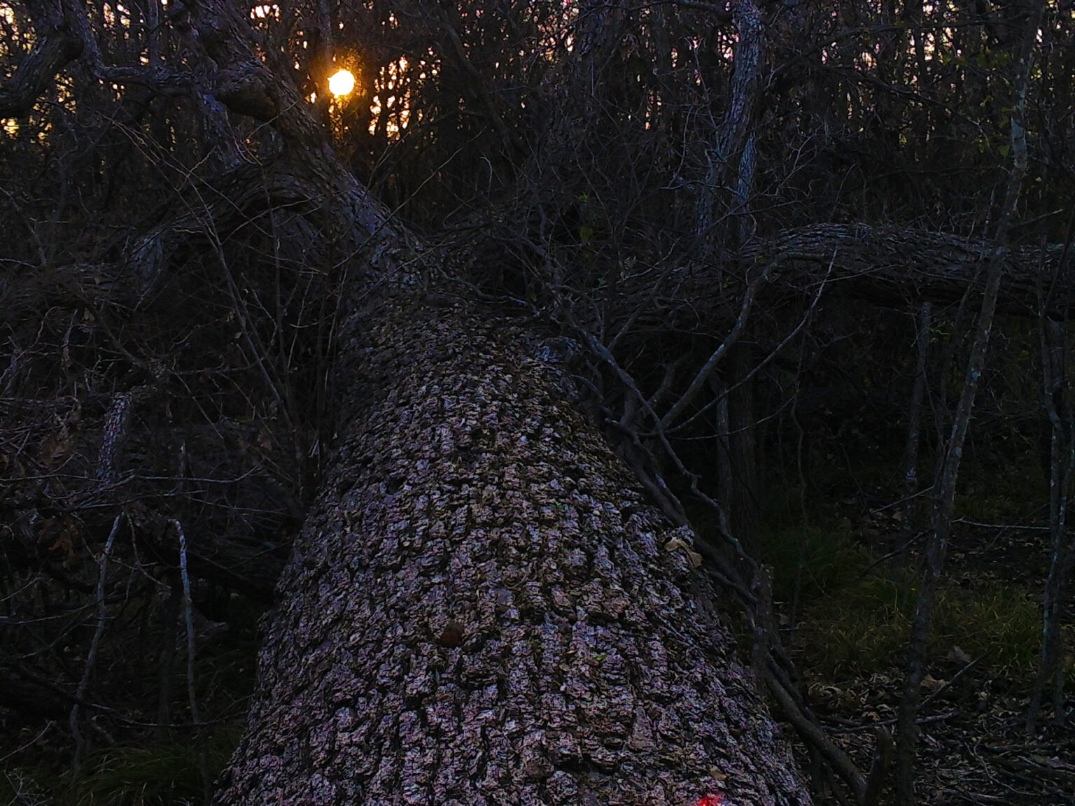 This Place in the Woods – Autumn into Winter – DFW Urban Wildlife