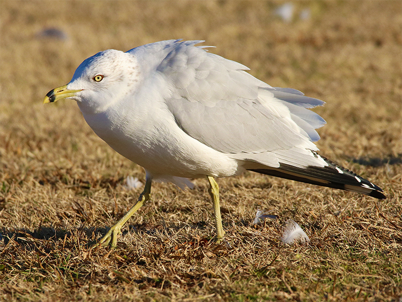 Blue Sky Birds – DFW Urban Wildlife