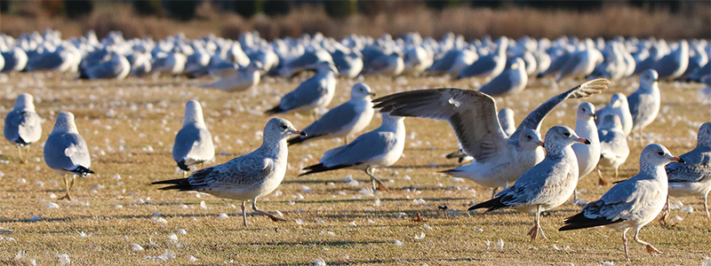 Blue Sky Birds – DFW Urban Wildlife