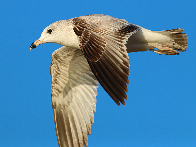 Blue Sky Birds – DFW Urban Wildlife
