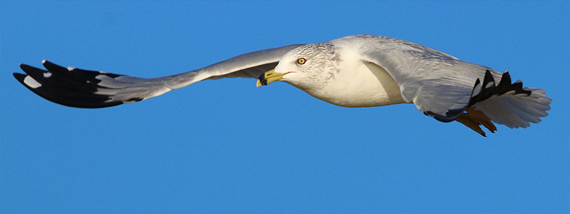 Blue Sky Birds – DFW Urban Wildlife