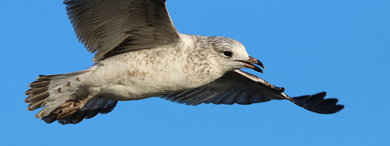 Blue Sky Birds – DFW Urban Wildlife
