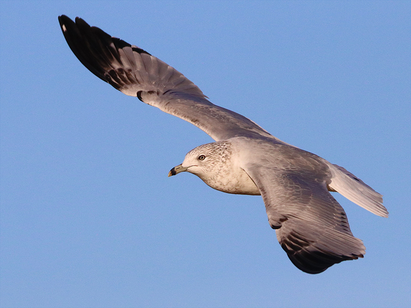 Blue Sky Birds – DFW Urban Wildlife