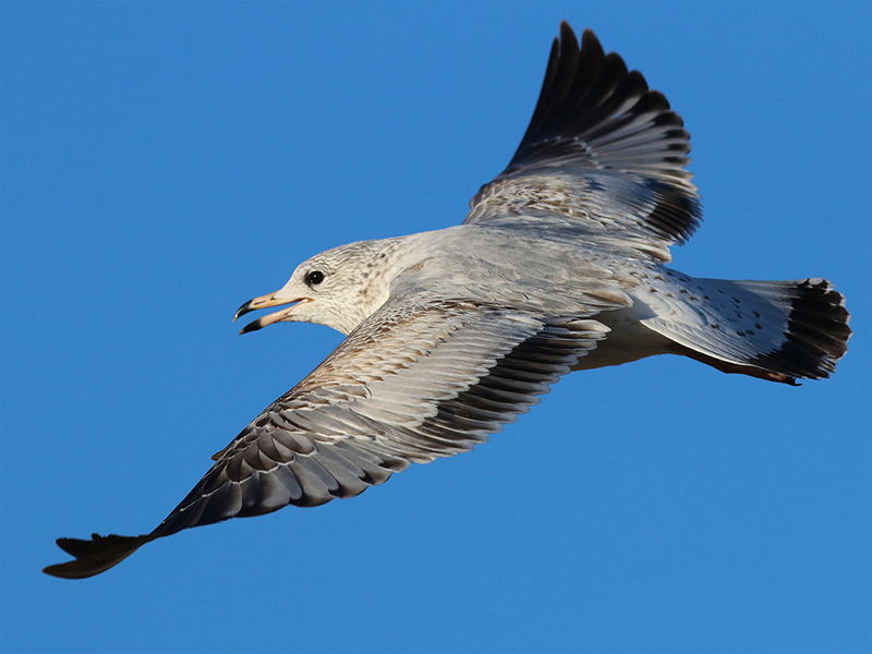 Blue Sky Birds – DFW Urban Wildlife