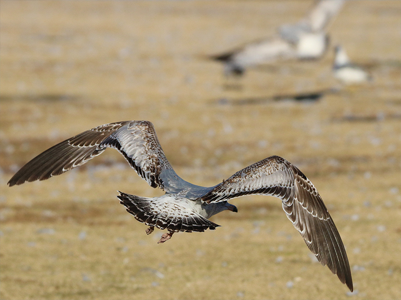 Blue Sky Birds – DFW Urban Wildlife