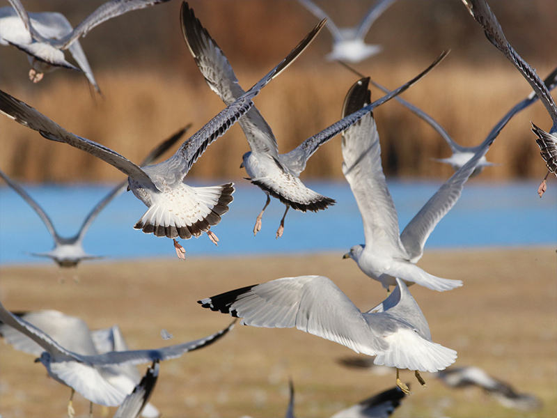 Blue Sky Birds – DFW Urban Wildlife