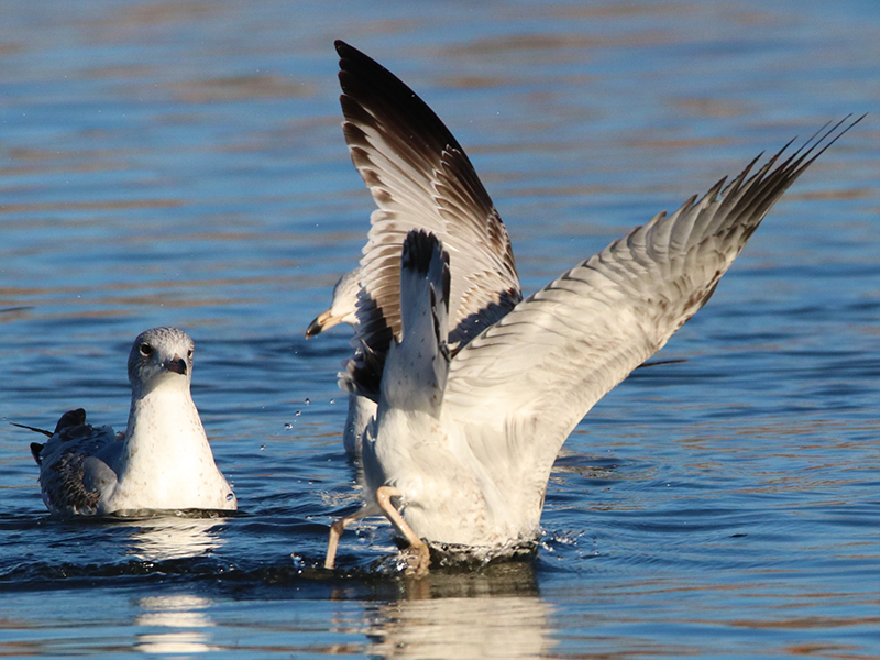 Blue Sky Birds – DFW Urban Wildlife