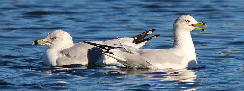 Blue Sky Birds – DFW Urban Wildlife