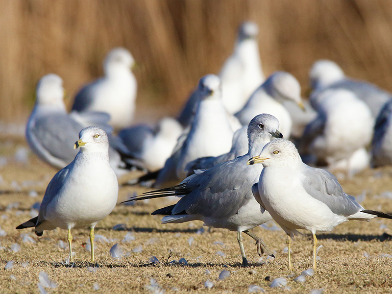 Blue Sky Birds – DFW Urban Wildlife