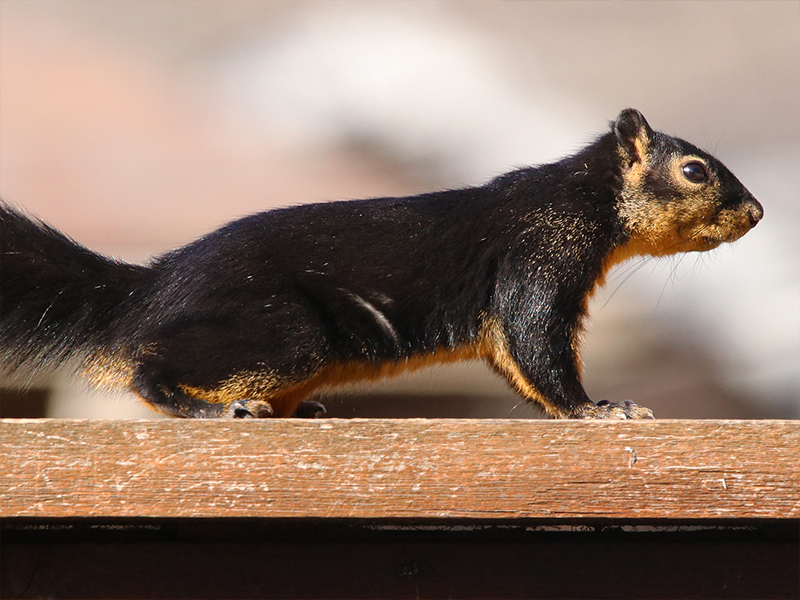 Fox Squirrel – McKinney Melanistic – DFW Urban Wildlife