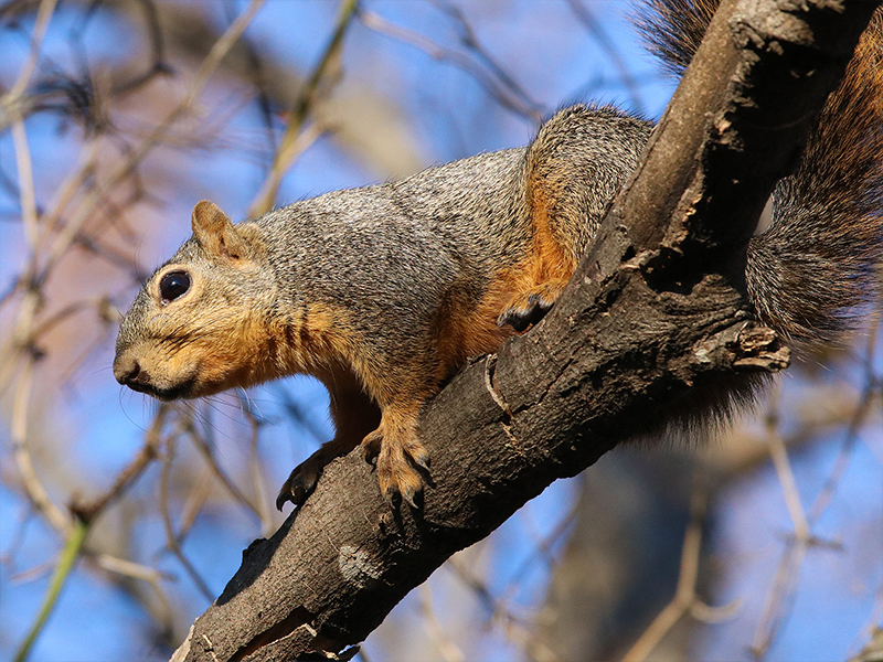 Fox Squirrel – McKinney Melanistic – DFW Urban Wildlife