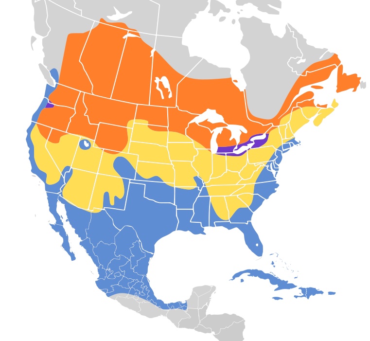 Blue Sky Birds – DFW Urban Wildlife