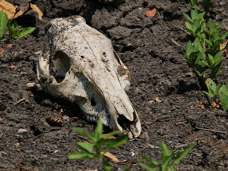 Skulls and Other Bones – DFW Urban Wildlife