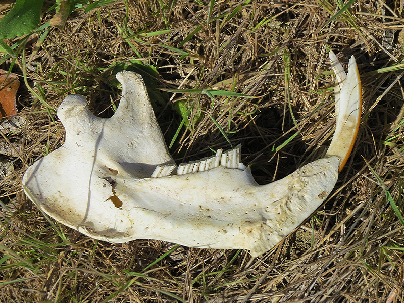 Skulls and Other Bones – DFW Urban Wildlife