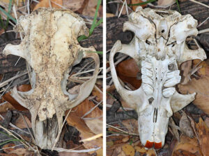 Skulls and Other Bones – DFW Urban Wildlife
