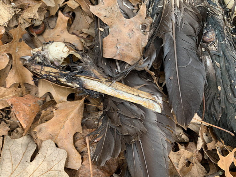 Skulls and Other Bones – DFW Urban Wildlife