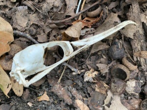 Skulls and Other Bones – DFW Urban Wildlife