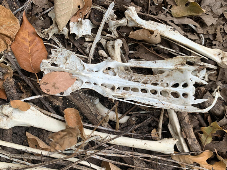 Skulls and Other Bones – DFW Urban Wildlife