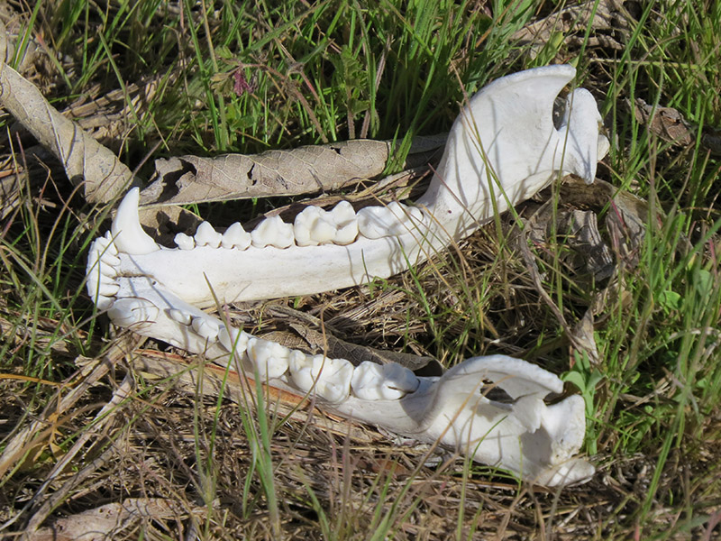 Skulls and Other Bones – DFW Urban Wildlife