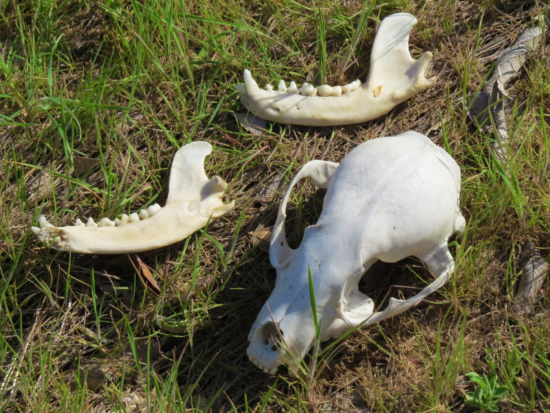 Skulls and Other Bones – DFW Urban Wildlife