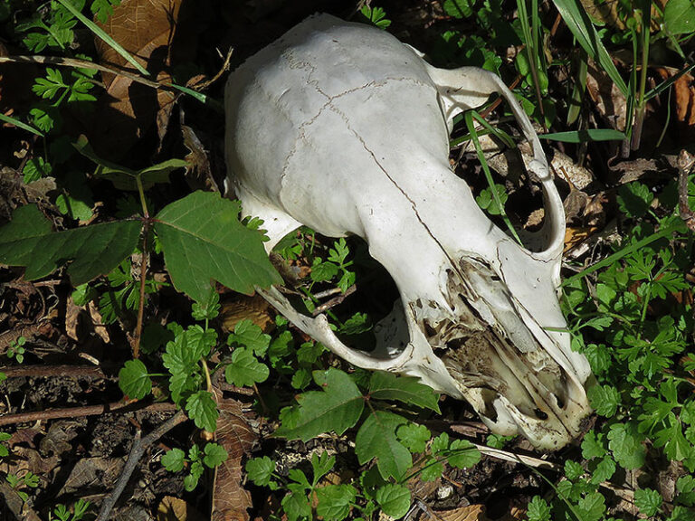 Skulls and Other Bones – DFW Urban Wildlife