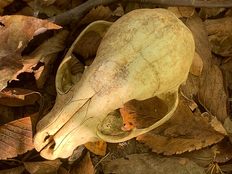 Skulls and Other Bones – DFW Urban Wildlife
