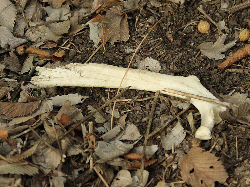 Skulls and Other Bones – DFW Urban Wildlife