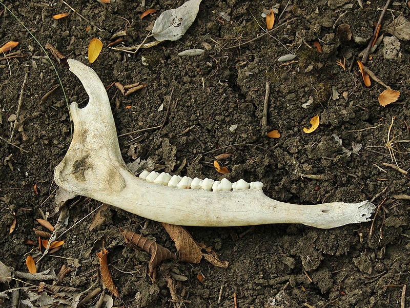 Skulls and Other Bones – DFW Urban Wildlife