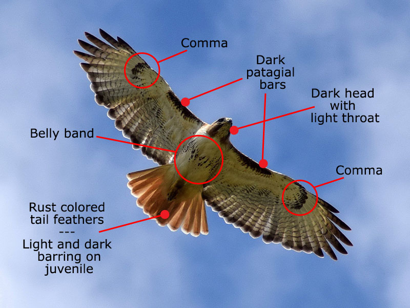 Making the ID: Krider’s Red-tailed Hawk – DFW Urban Wildlife