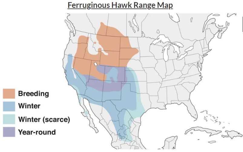 Making the ID: Krider’s Red-tailed Hawk – DFW Urban Wildlife