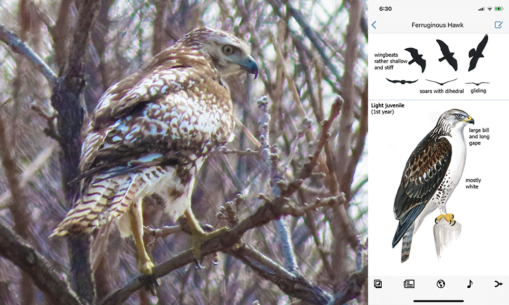 Making the ID: Krider’s Red-tailed Hawk – DFW Urban Wildlife