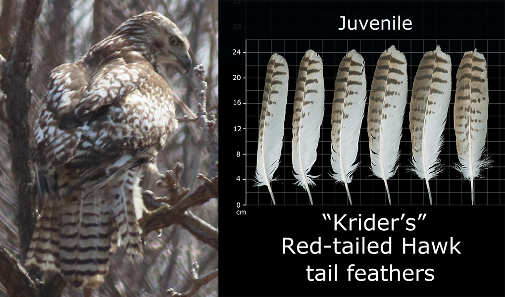 Making the ID: Krider’s Red-tailed Hawk – DFW Urban Wildlife