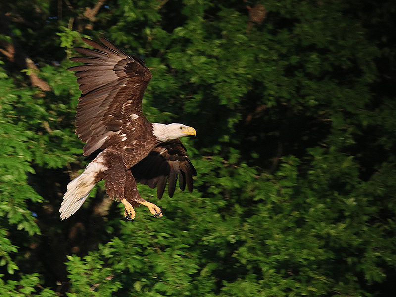 A Real Texas Eagle – DFW Urban Wildlife