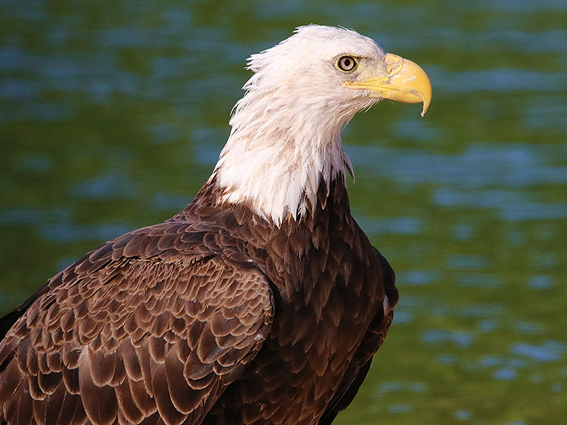 A Real Texas Eagle – DFW Urban Wildlife