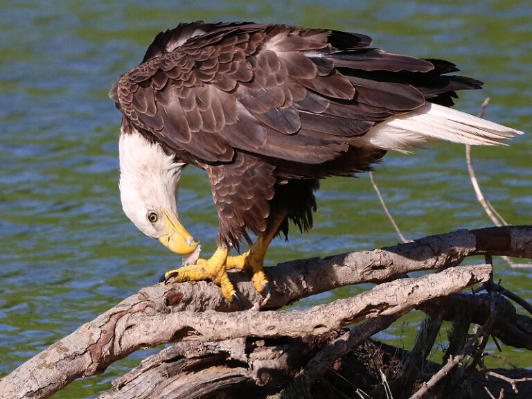 A Real Texas Eagle – DFW Urban Wildlife