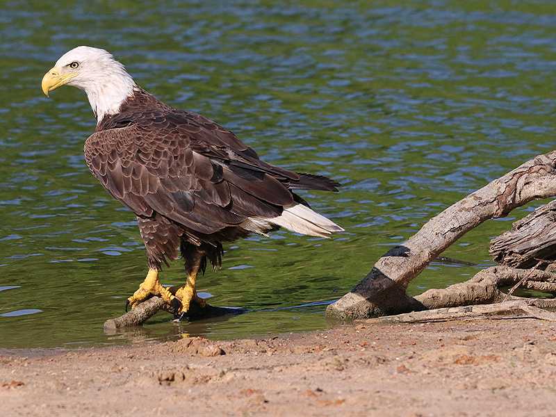 A Real Texas Eagle – DFW Urban Wildlife